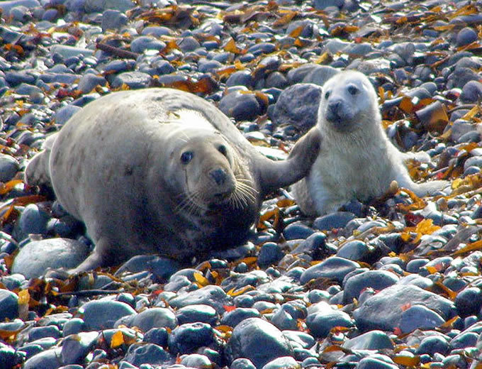 Blasket Island Seals