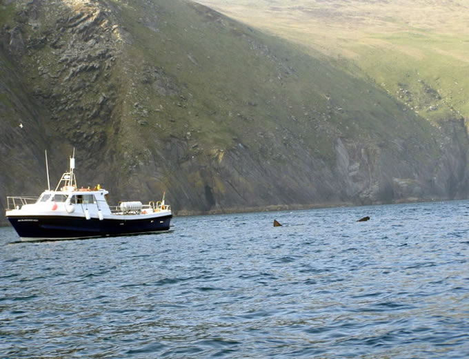 Whales dolphins basking shark puffins Blasket Islands Dingle Ireland